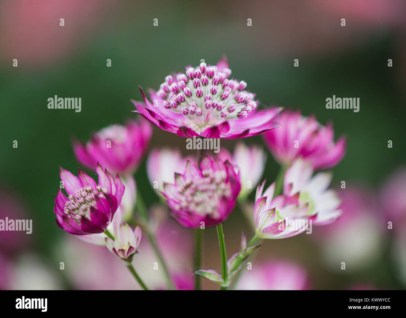 Astrantia Major pink and white flower and petals on green and pink ...