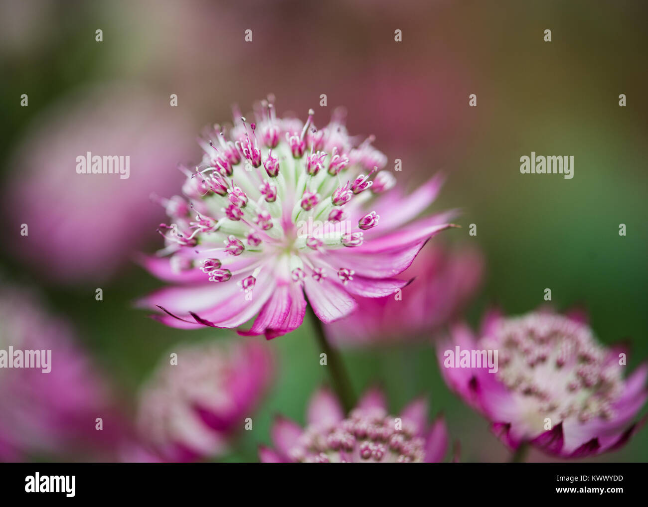 Astrantia Major pink and white flower and petals on green and pink ...
