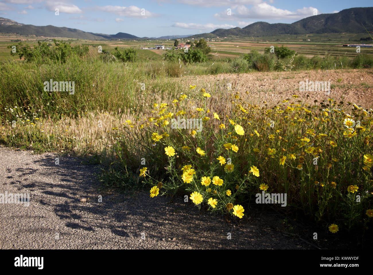 Plants and flowers in the countryside Stock Photo - Alamy