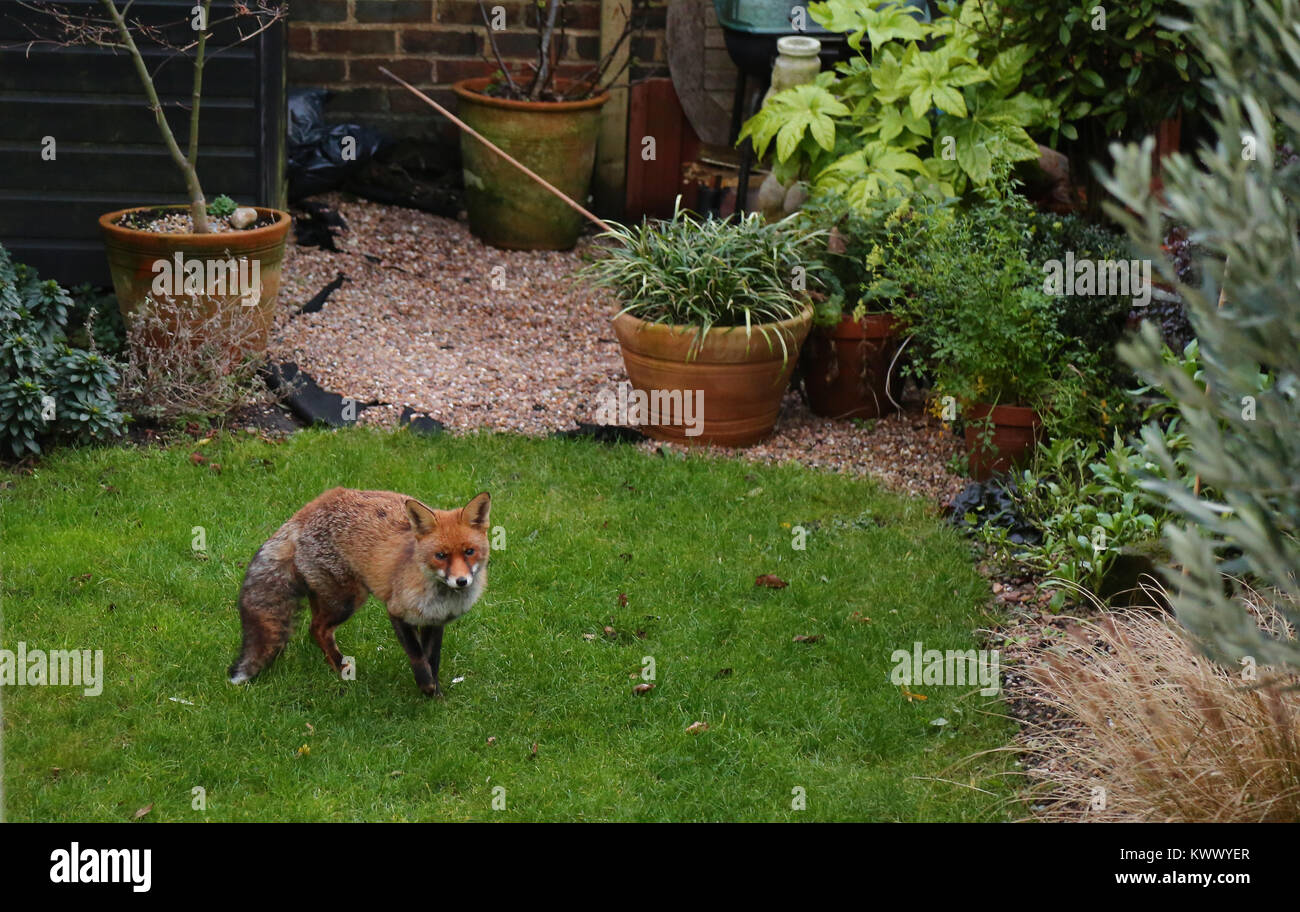 An Urban fox scavenging for food in a domestic garden in Brighton Stock ...