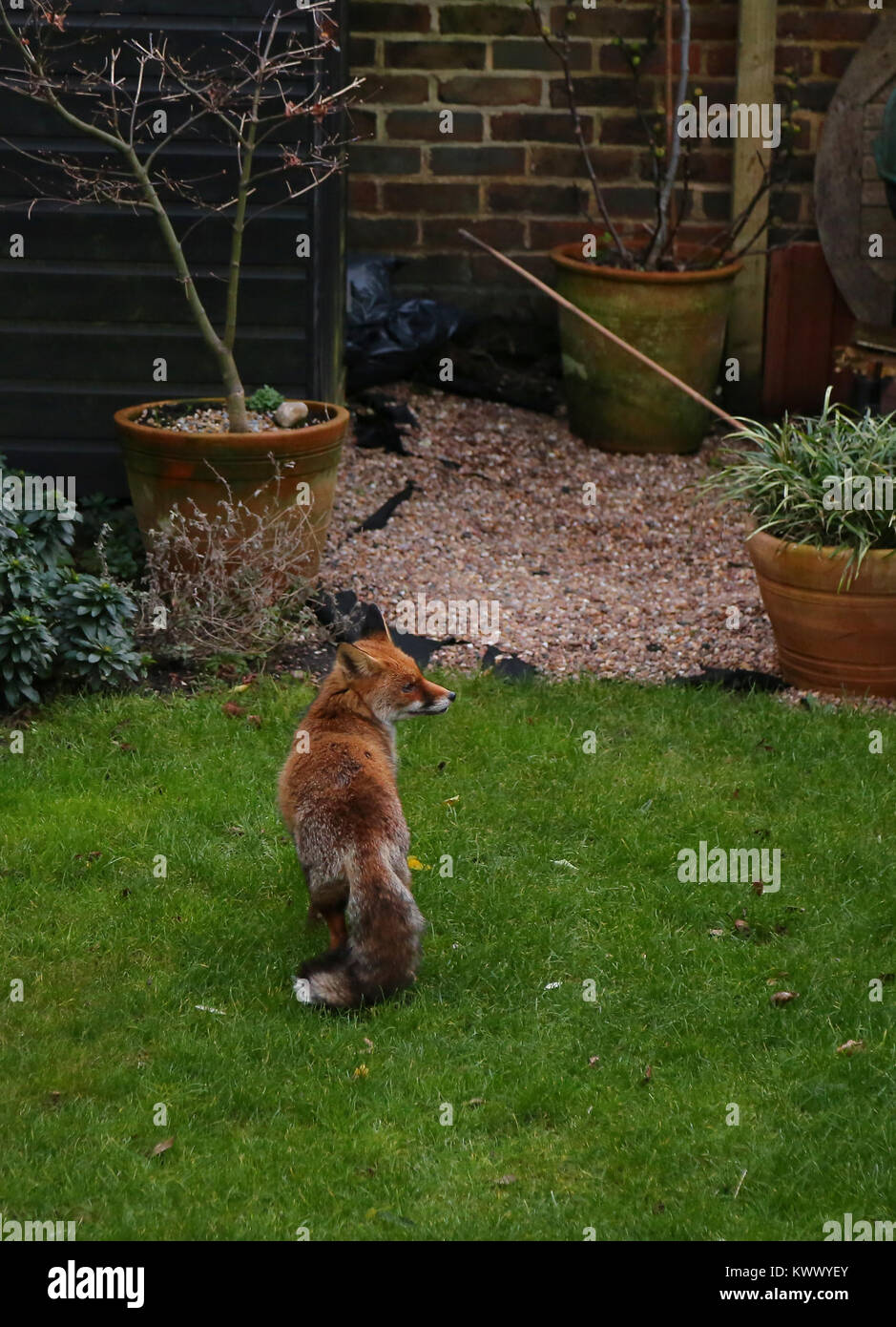 Town fox hi-res stock photography and images - Alamy