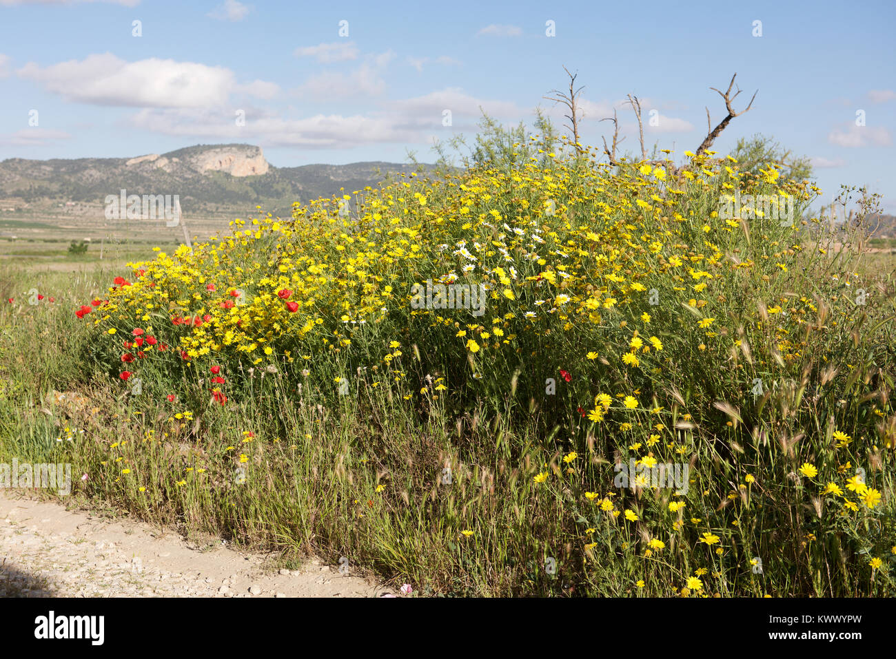 Plants and flowers in the countryside Stock Photo - Alamy