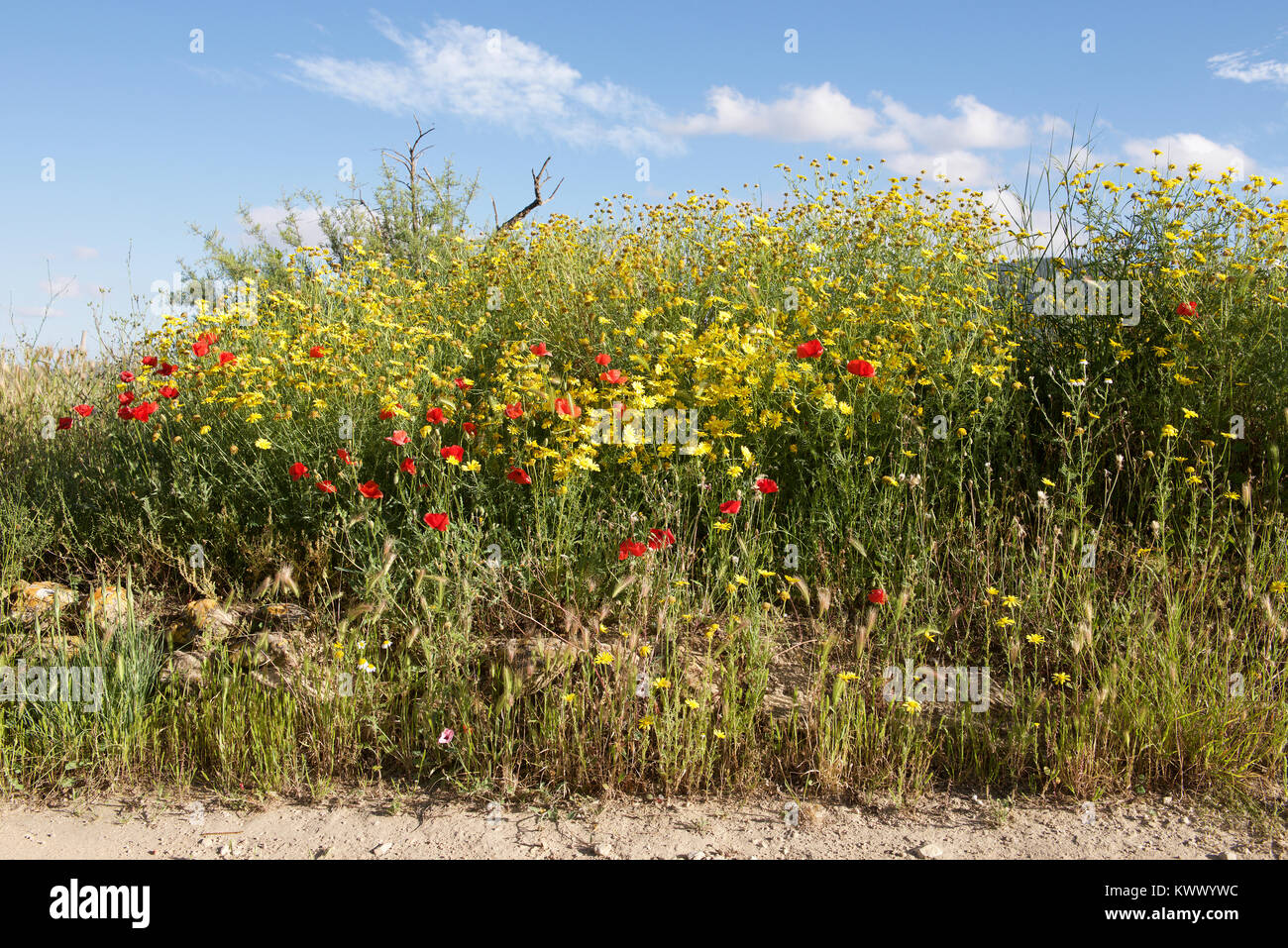 Plants and flowers in the countryside Stock Photo - Alamy