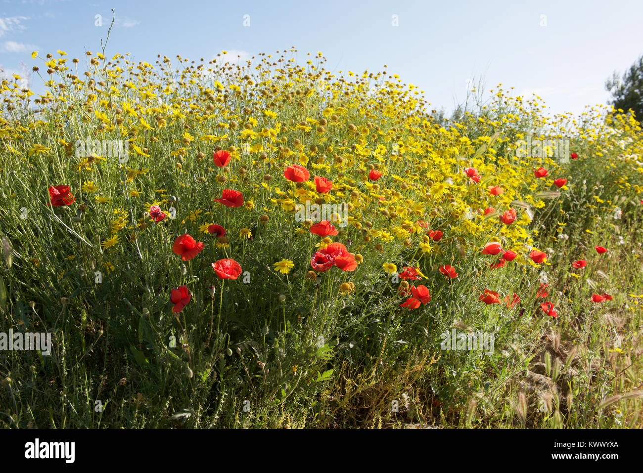 Plants and flowers in the countryside Stock Photo - Alamy