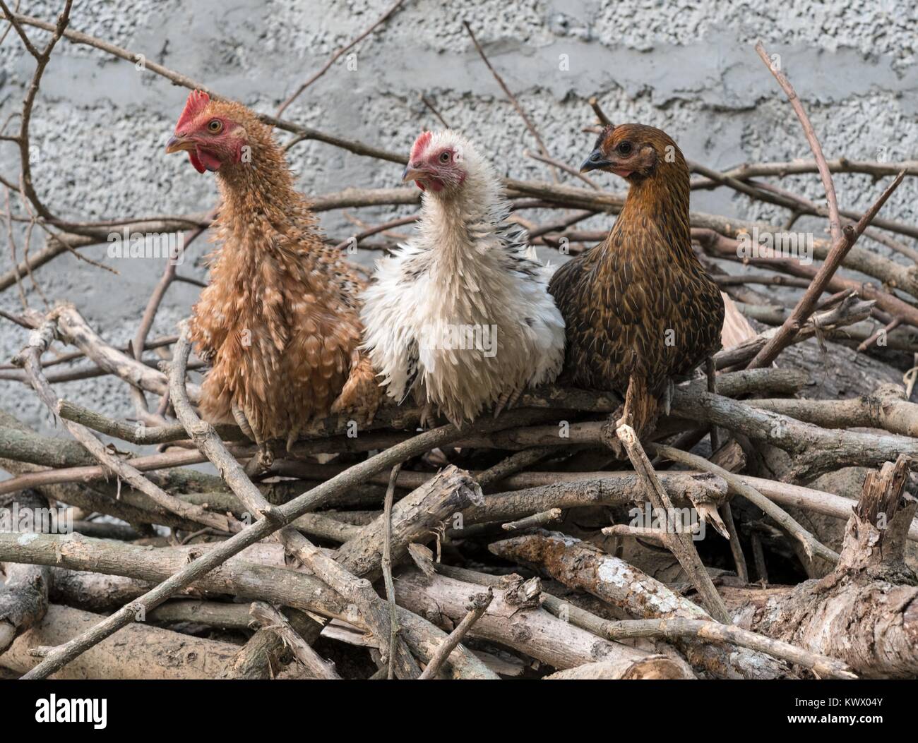 Three chickens hi-res stock photography and images - Alamy
