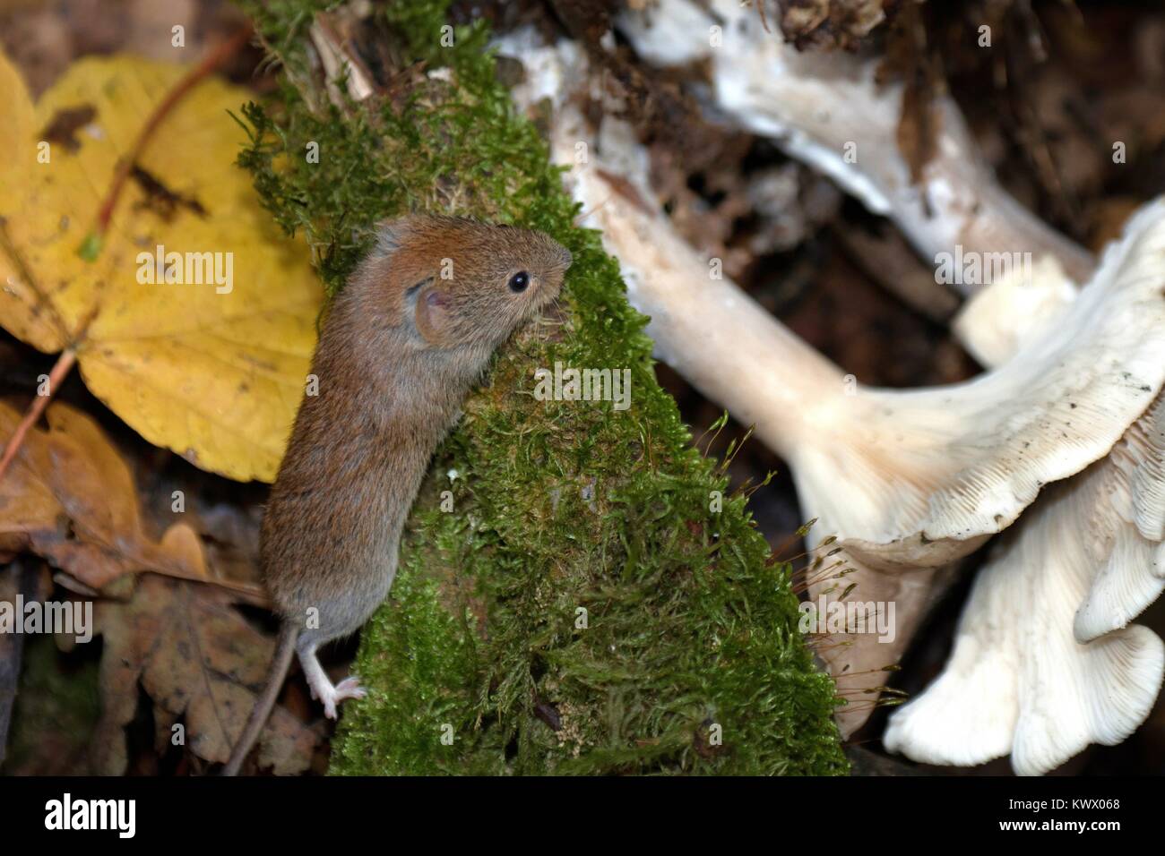 Red backed mouse hi-res stock photography and images - Alamy