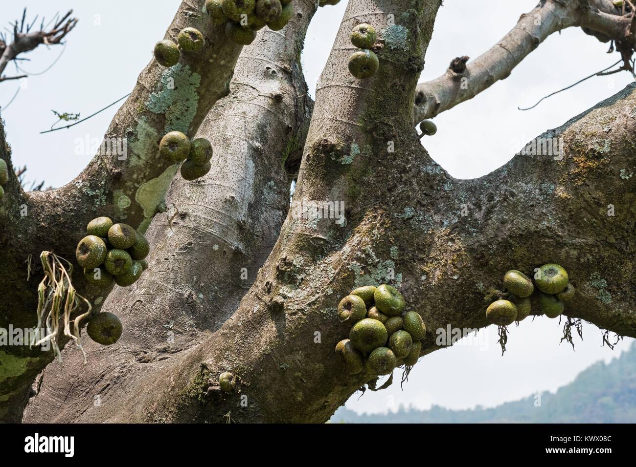 A fig tree is on the 13.04.2017 on the trekking tour between Ghandruk ...