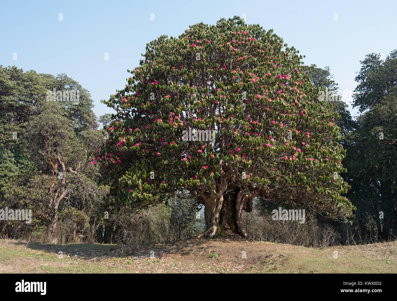 Nepal tree oak hi-res stock photography and images - Alamy