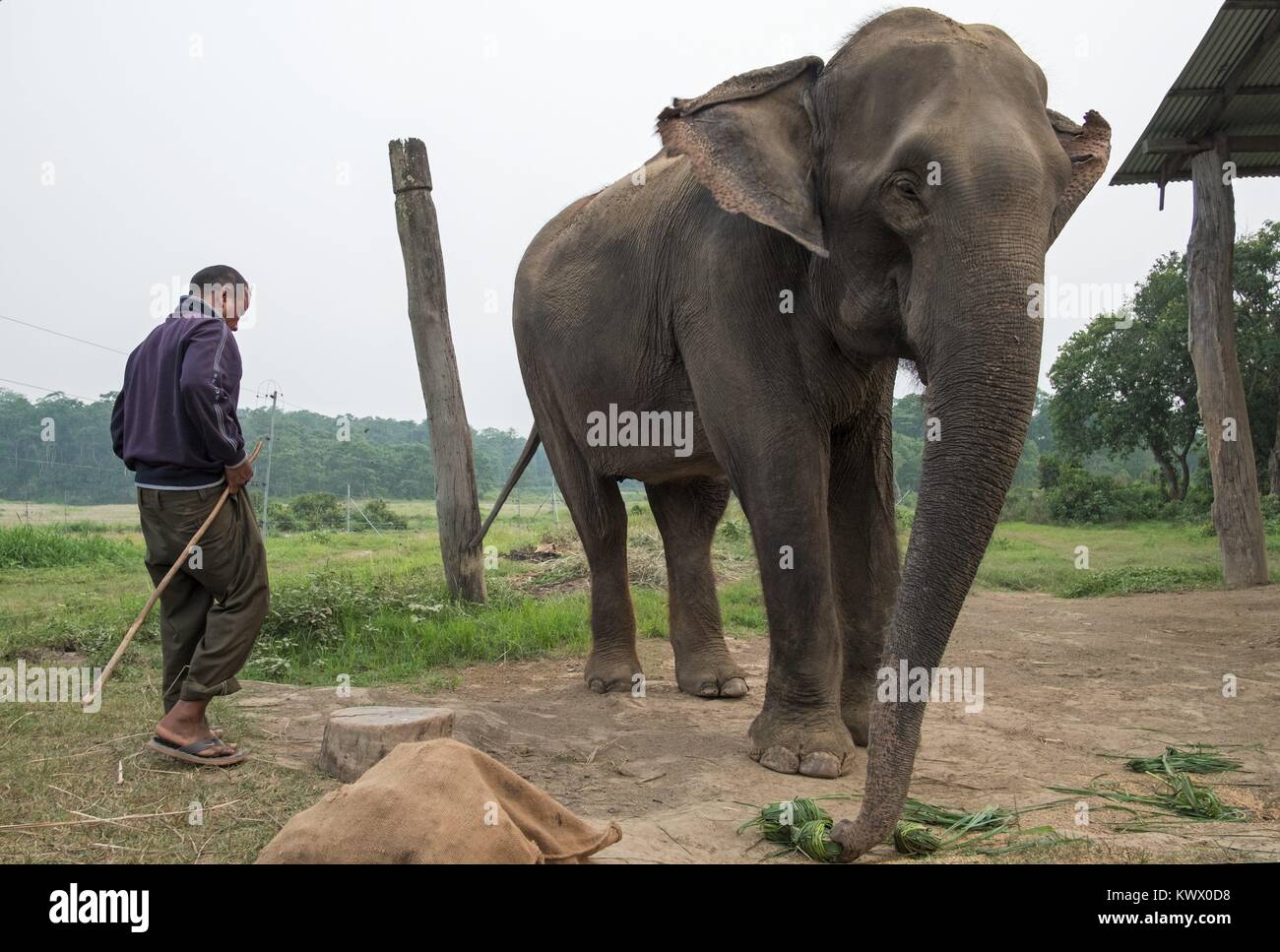 Elephants at the camp of the Chitwan National Park in southern Nepal ...