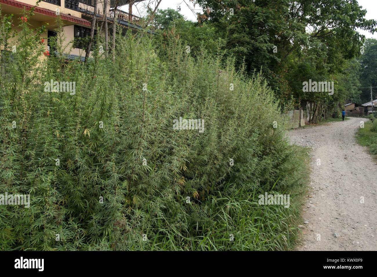 Marijuana plants grow wild on 19 April 2017 in the Chitwan National ...