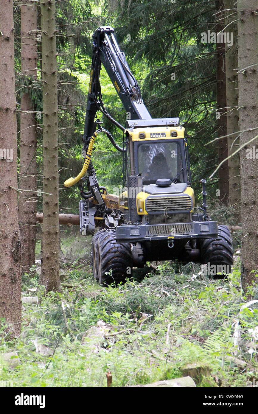 Logging in spruce forest with wood harvesting machines. These machines ...