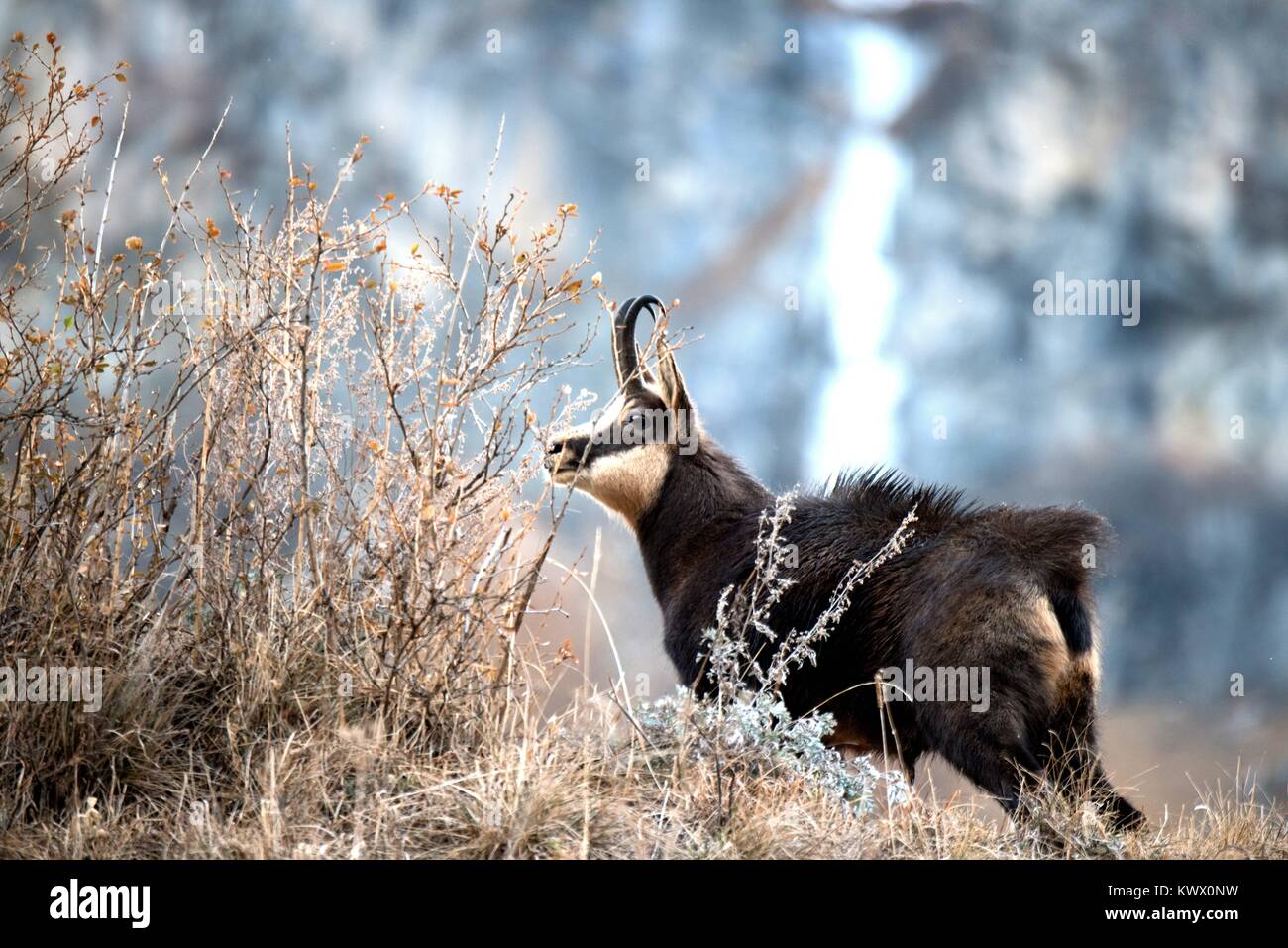 Chamois, Mountain goat | usage worldwide Stock Photo - Alamy