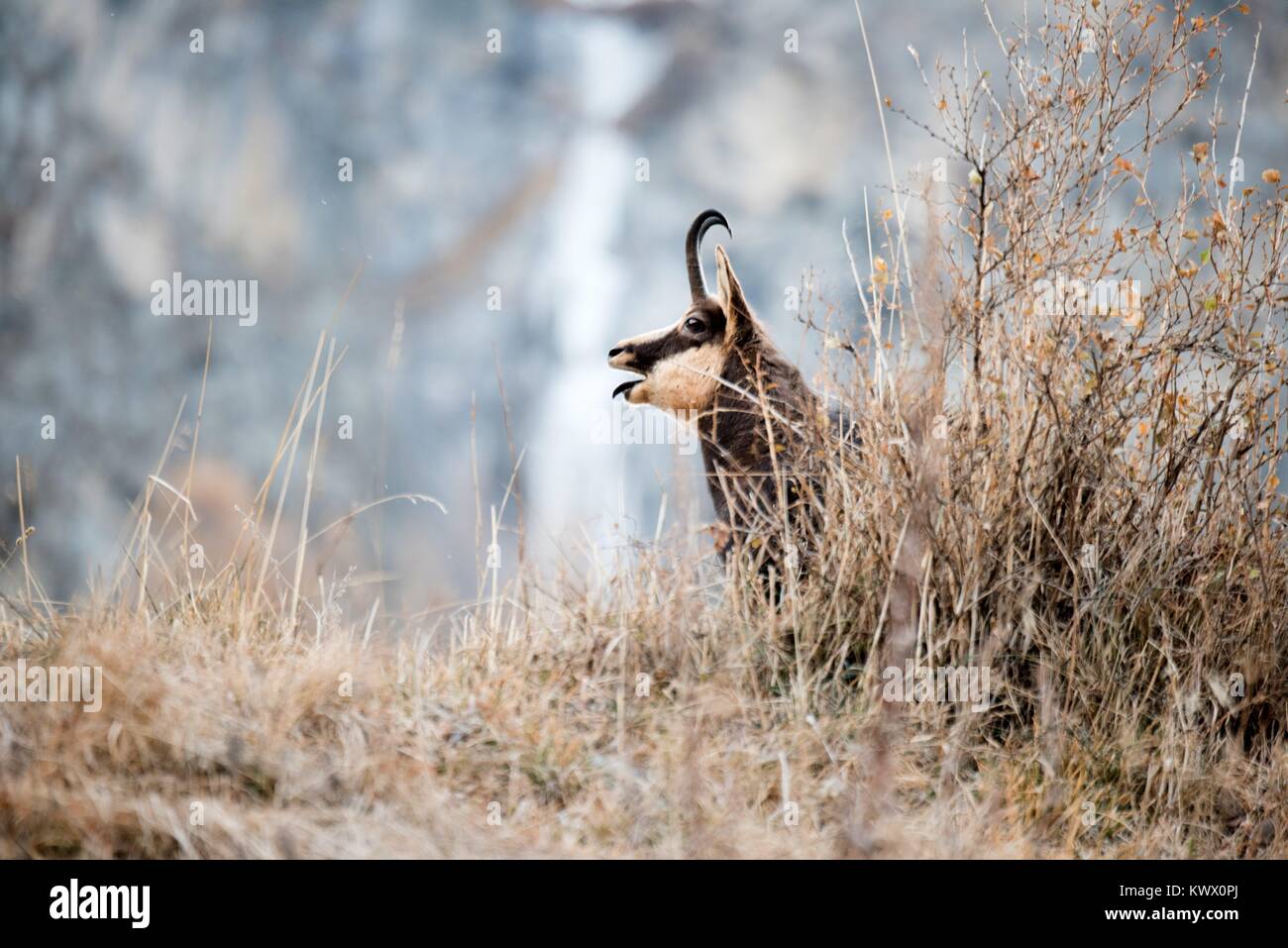 Chamois, Mountain goat | usage worldwide Stock Photo - Alamy