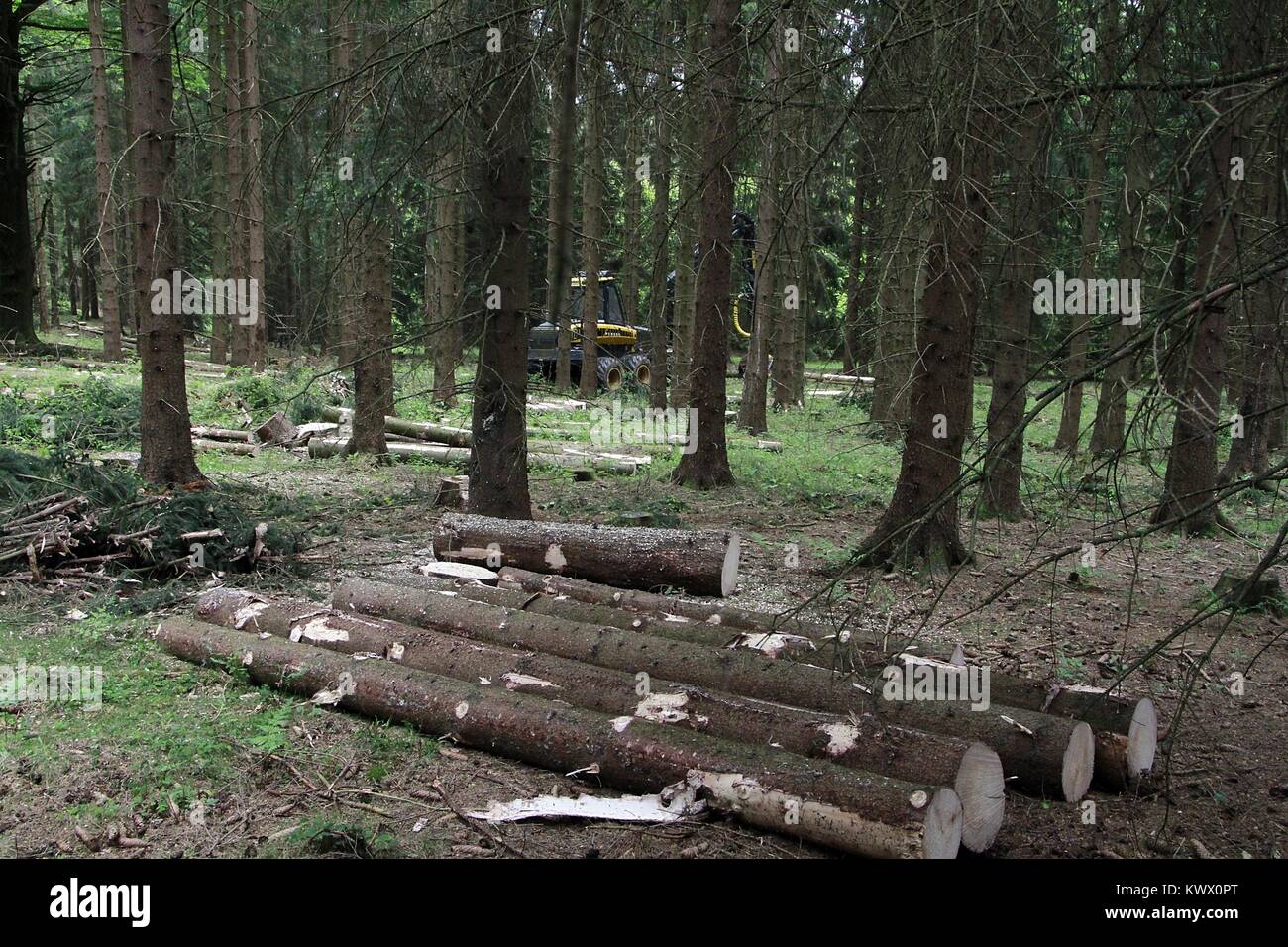 Logging in spruce forest with wood harvesting machines. These machines ...