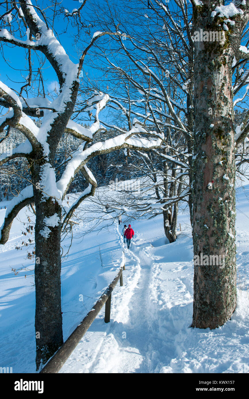 Deutschland, Landkreis Breisgau-Hochschwarzwald, Hinterzarten Stock ...
