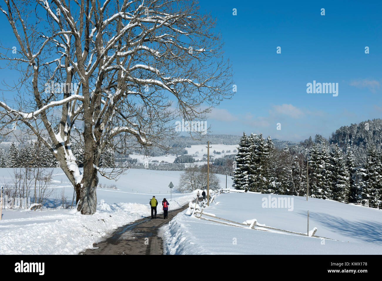 Deutschland, Landkreis Breisgau-Hochschwarzwald, Hinterzarten Stock ...