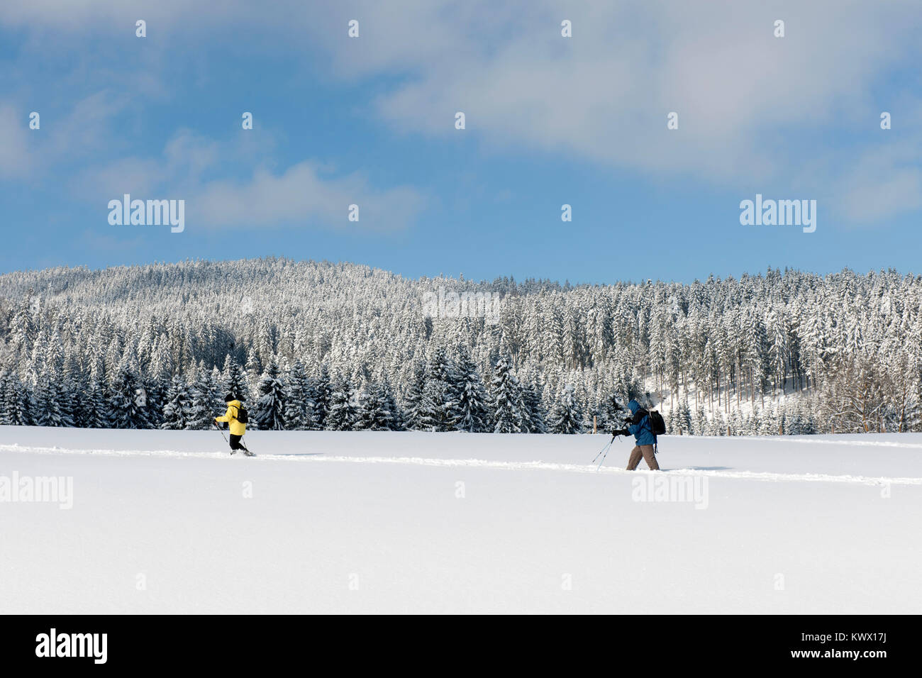 Deutschland, Landkreis Breisgau-Hochschwarzwald, Hinterzarten Stock ...