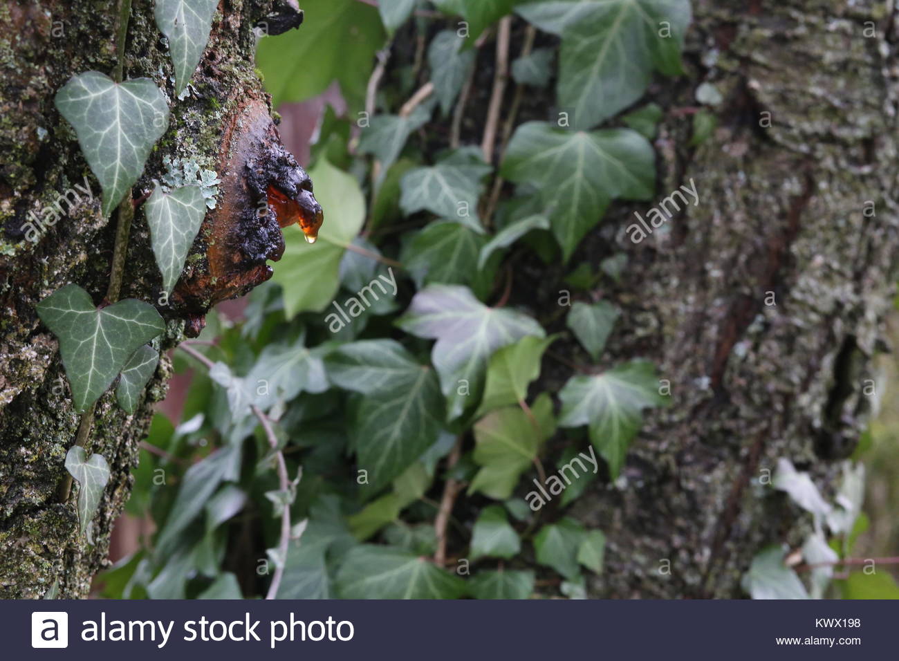 Sap seeping from a sick cherry tree covered in ivy in a Bavarian garden ...