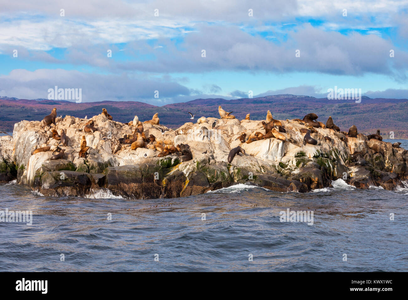 Seal Island in the Beagle Channel near the Ushuaia city. Ushuaia is the ...