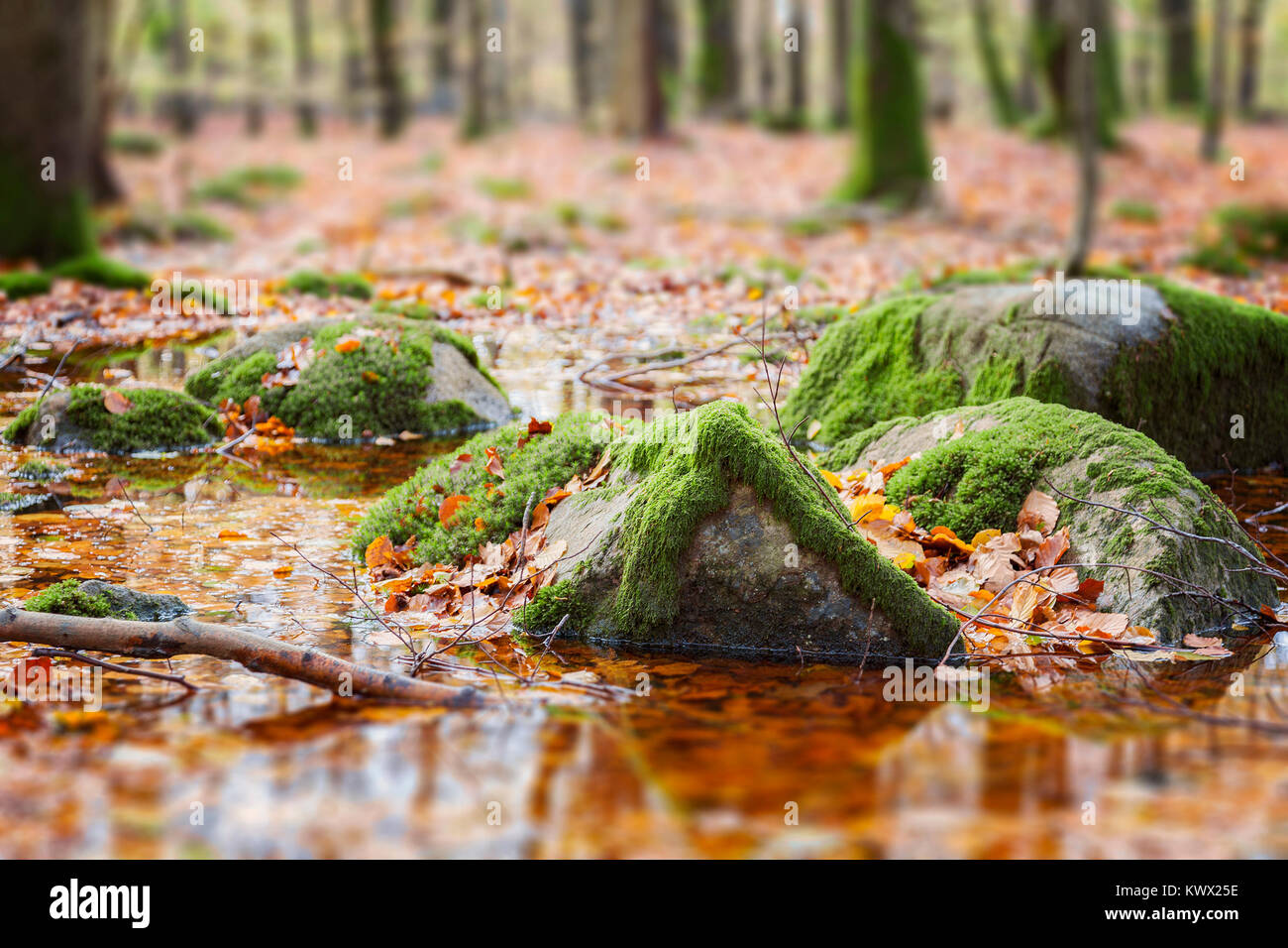 Mossy rocks in a shallow swamp Stock Photo - Alamy