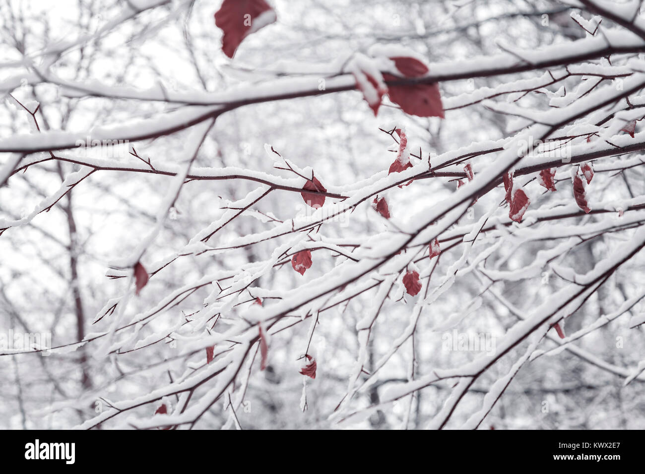 Tree branches heavy with snow Stock Photo - Alamy