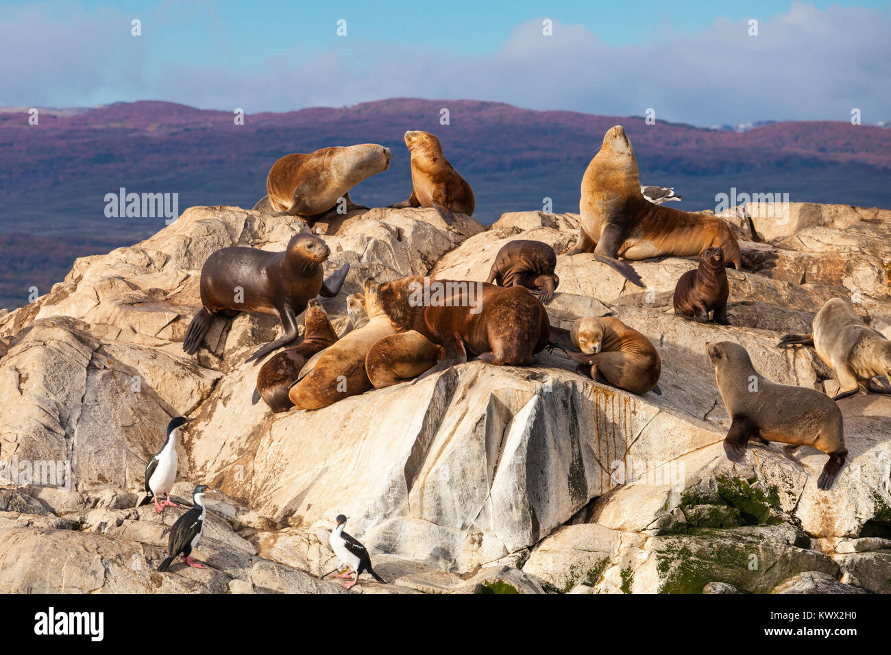 Seal Island in the Beagle Channel near the Ushuaia city. Ushuaia is the ...