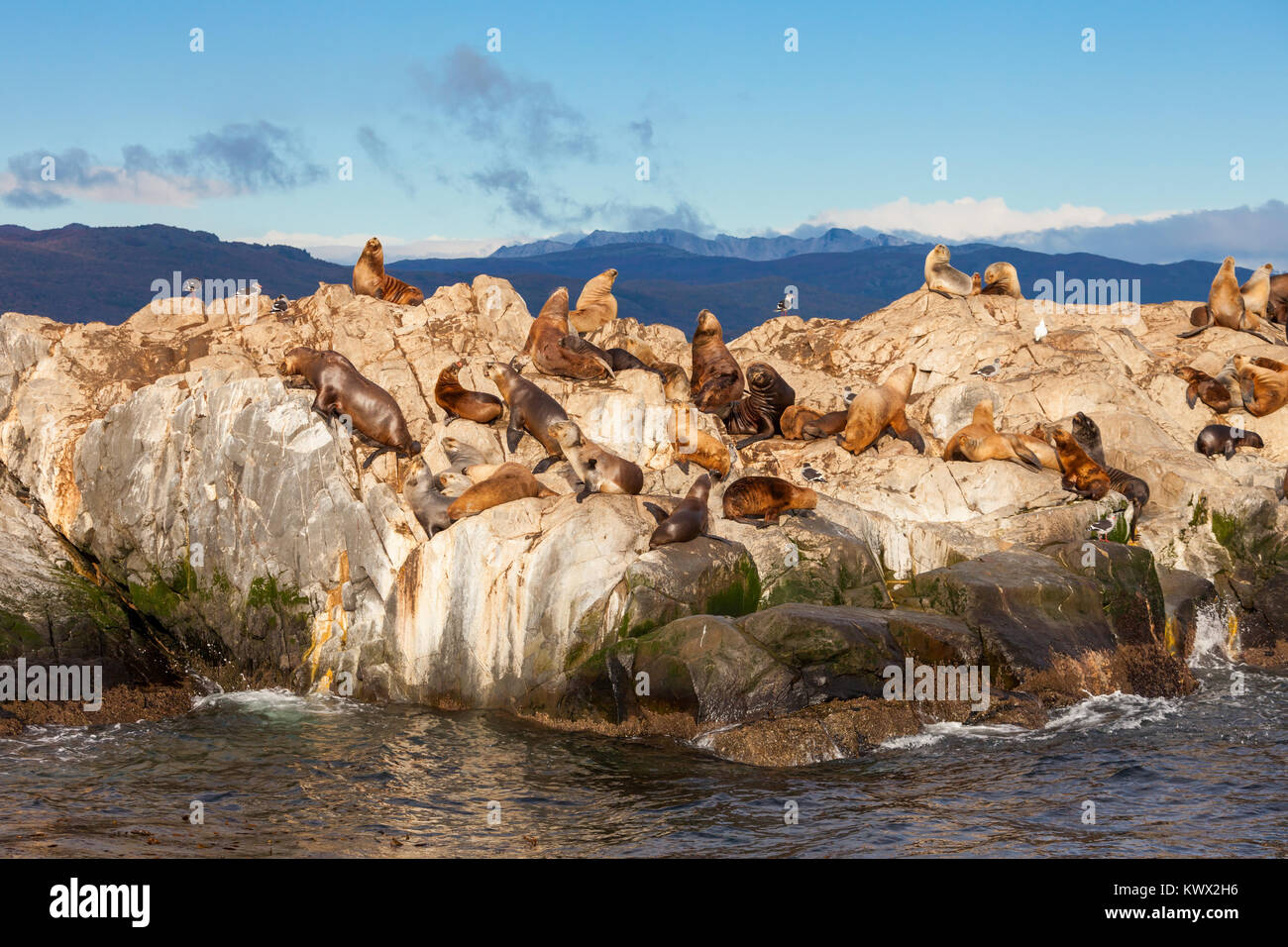 Seal Island in the Beagle Channel near the Ushuaia city. Ushuaia is the ...