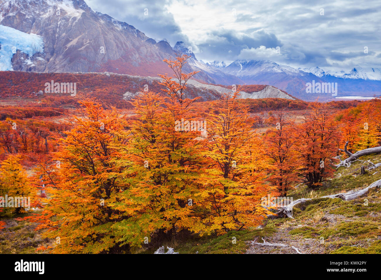 Golden forest trees near the Fitz Roy in autumn. Fitz Roy is a mountain ...
