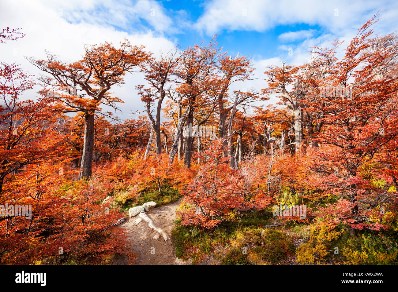 Golden forest trees near the Fitz Roy in autumn. Fitz Roy is a mountain ...