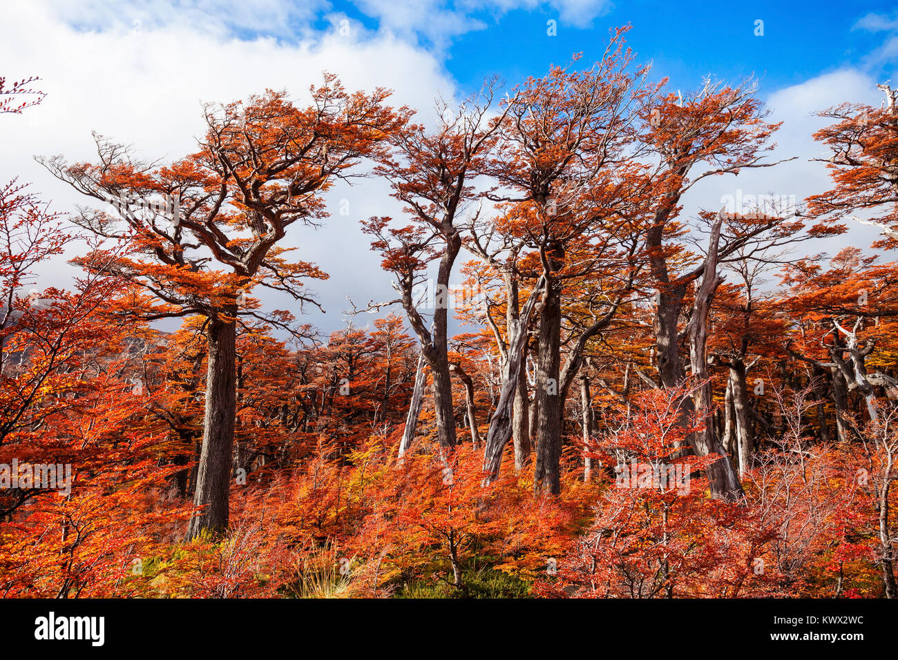 Fitz roy autumn hi-res stock photography and images - Alamy