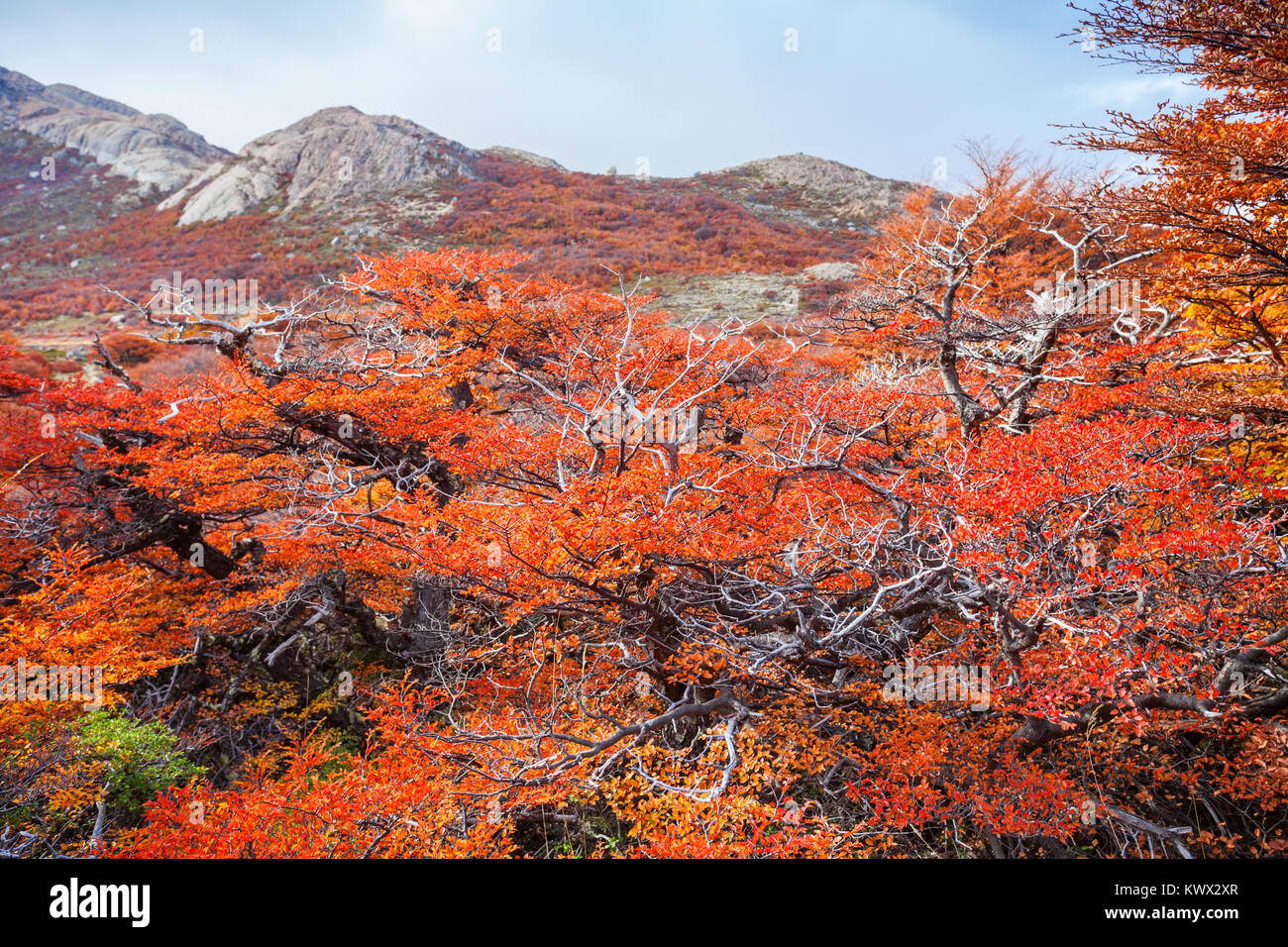 Golden forest trees near the Fitz Roy in autumn. Fitz Roy is a mountain ...