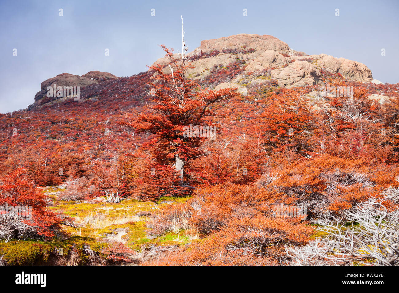 Golden forest trees near the Fitz Roy in autumn. Fitz Roy is a mountain ...