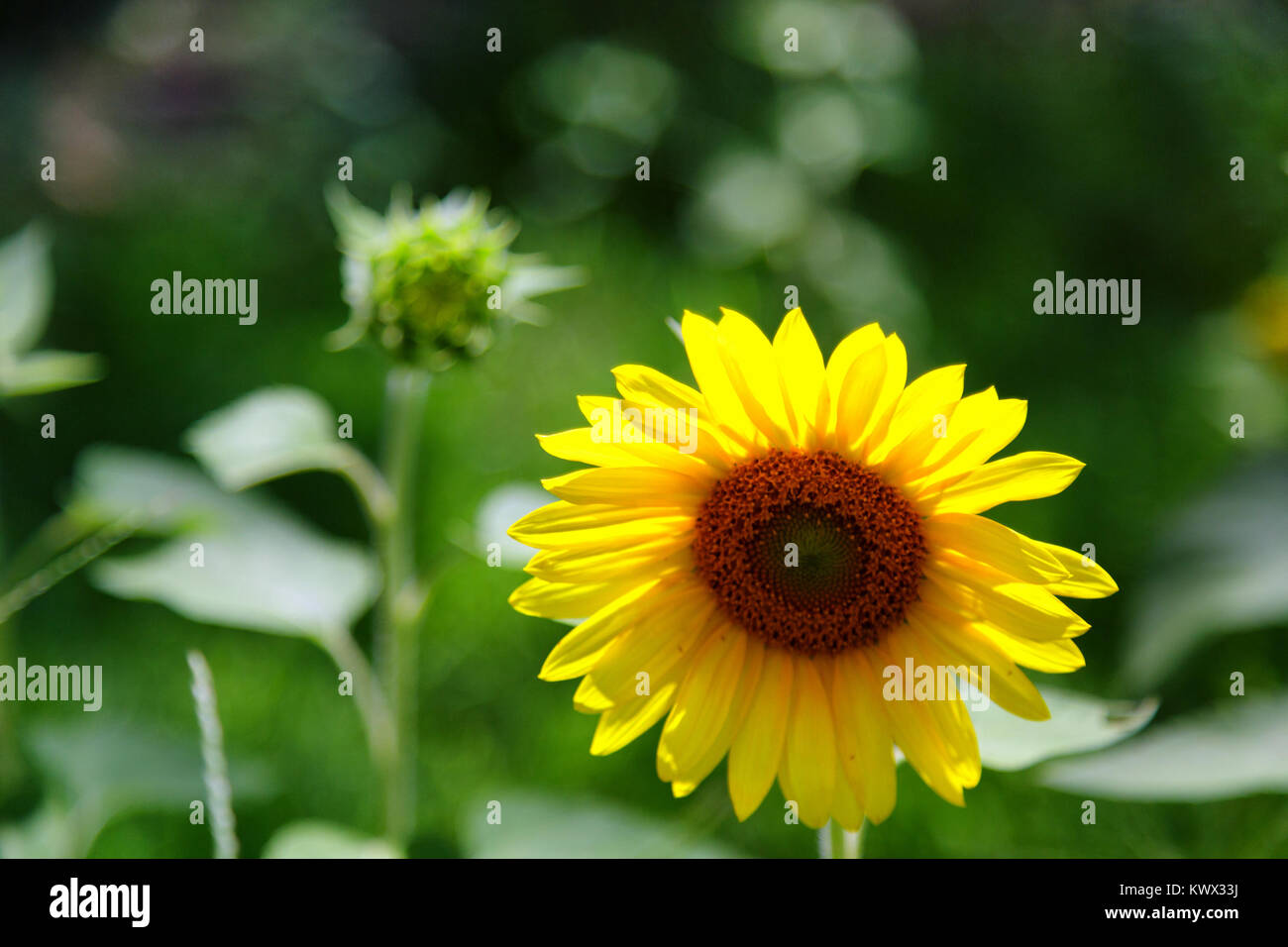 A field of brilliant yellow sunflowers in a sunny, summer field Stock ...