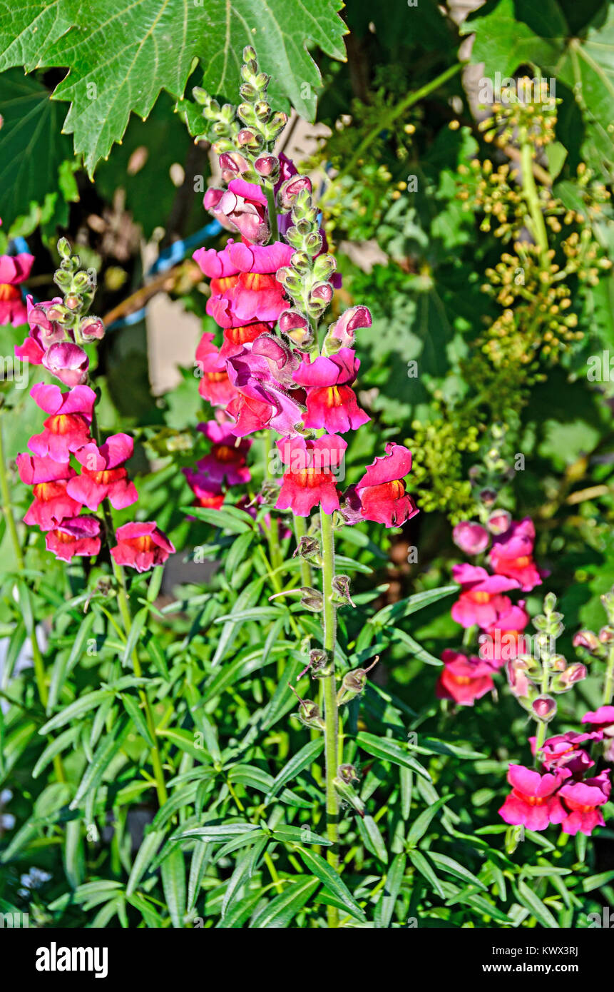 Red Snap Dragon High Resolution Stock Photography and Images - Alamy