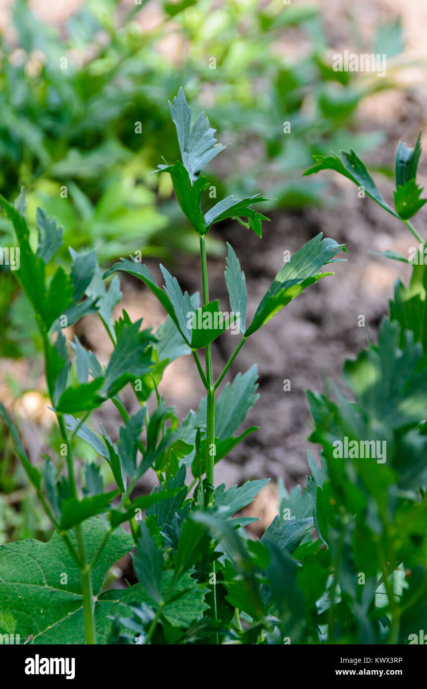 Green Lovage plant with leaves, Levisticum officinale Stock Photo - Alamy