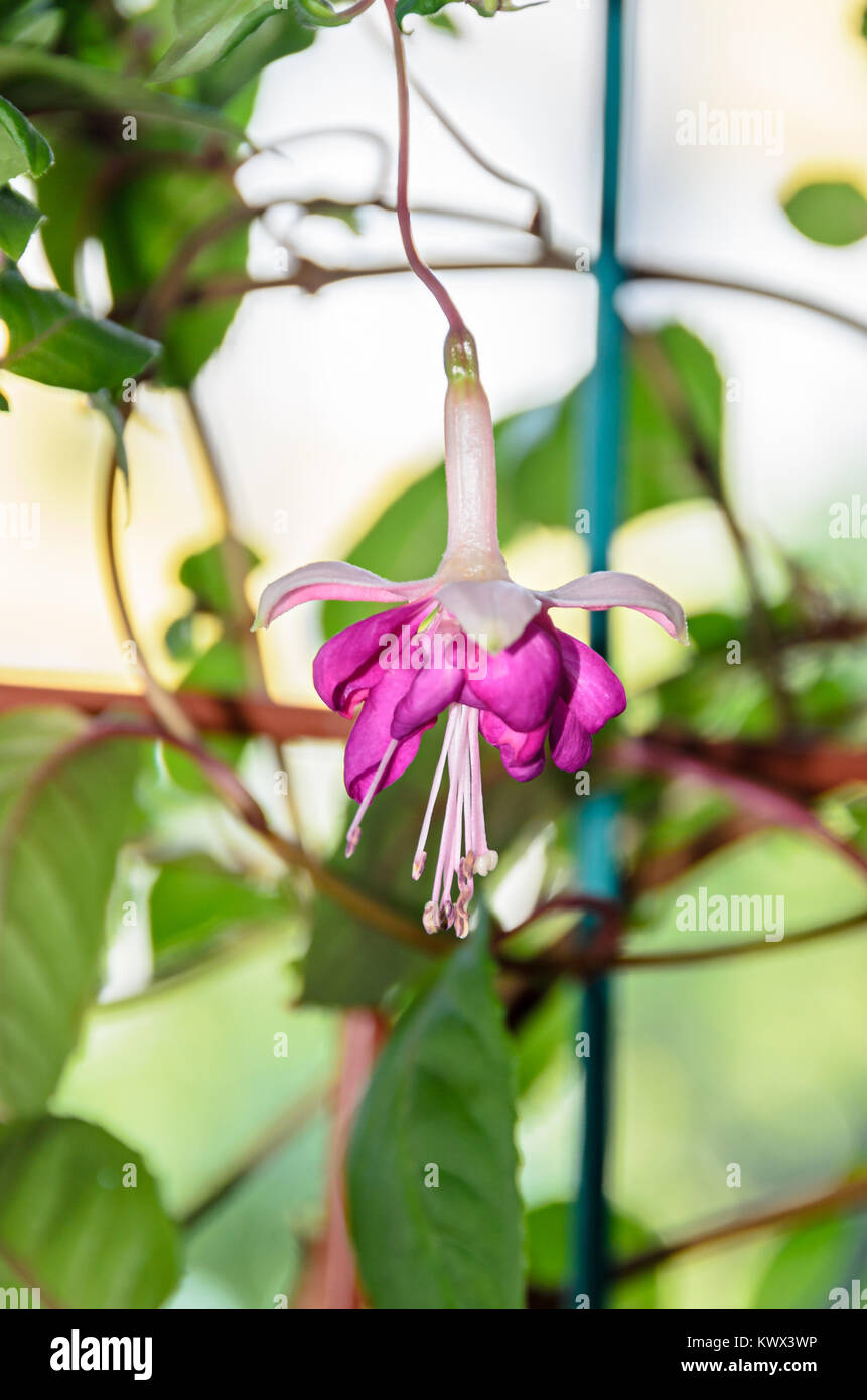 Pink Fuchsia flower, green leaves shrub, close up isolated Stock Photo ...
