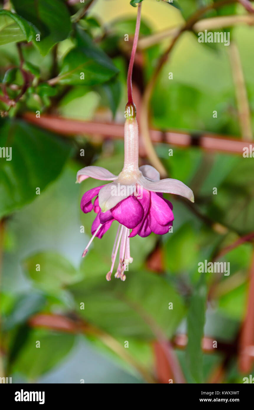 Pink Fuchsia flower, green leaves shrub, close up isolated Stock Photo ...