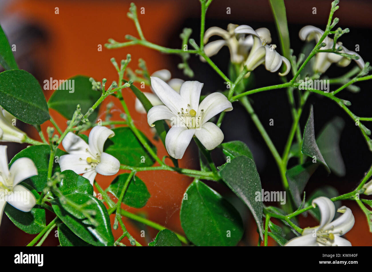White flowers of Murraya paniculata, Jasminul portocal (Murraya exotica ...