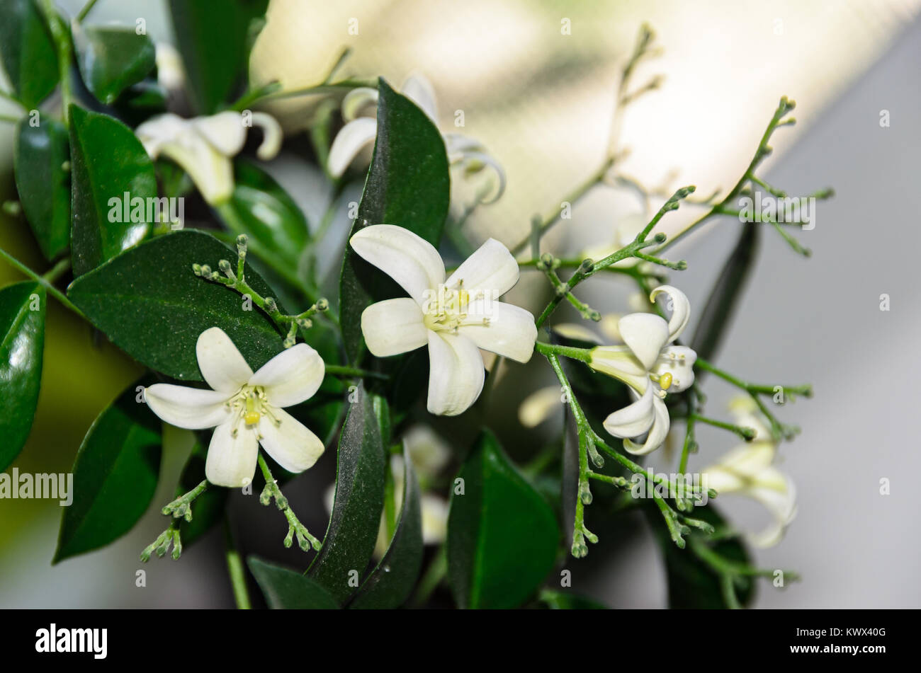 White flowers of Murraya paniculata, Jasminul portocal (Murraya exotica ...