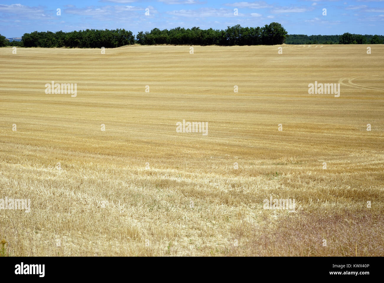 Stubble wheat field in France Stock Photo - Alamy