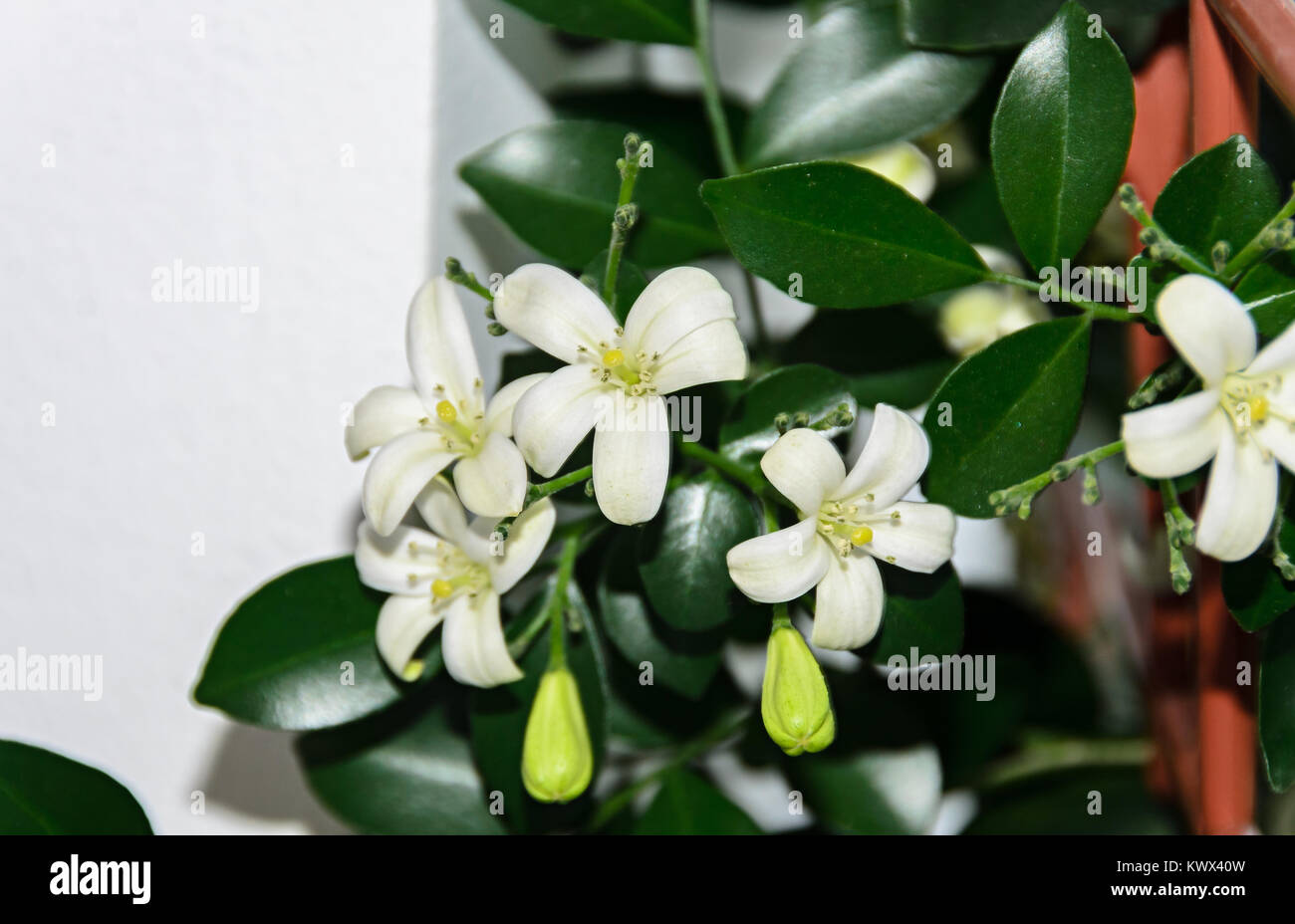 White flowers of Murraya paniculata, Jasminul portocal (Murraya exotica ...