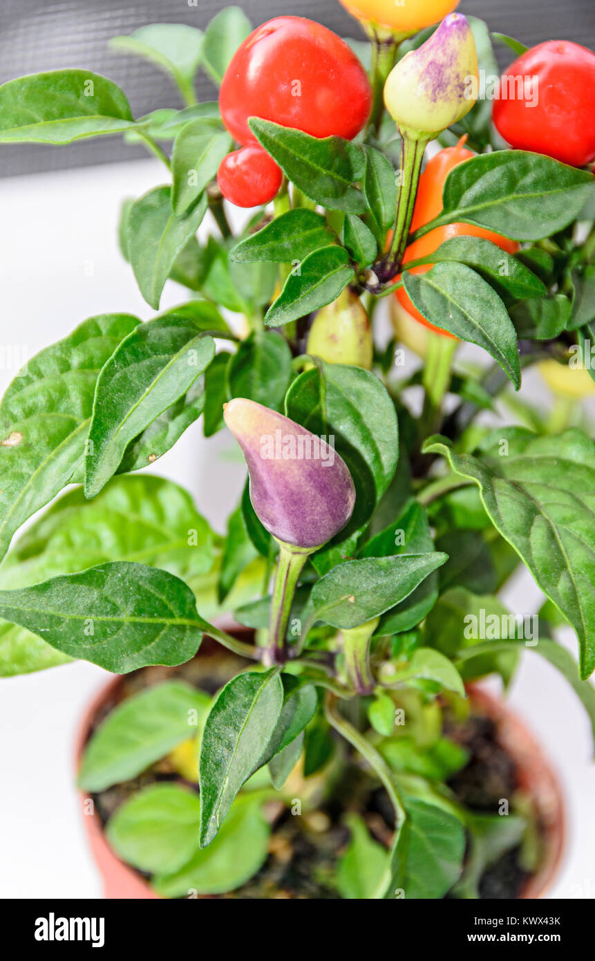 Red, yellow, mauve chili pepper plant (chile pepper or chilli pepper ...