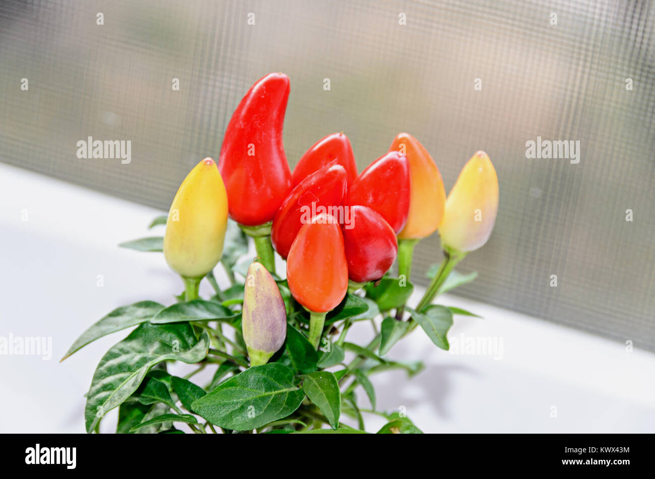 Red, yellow, mauve chili pepper plant (chile pepper or chilli pepper ...