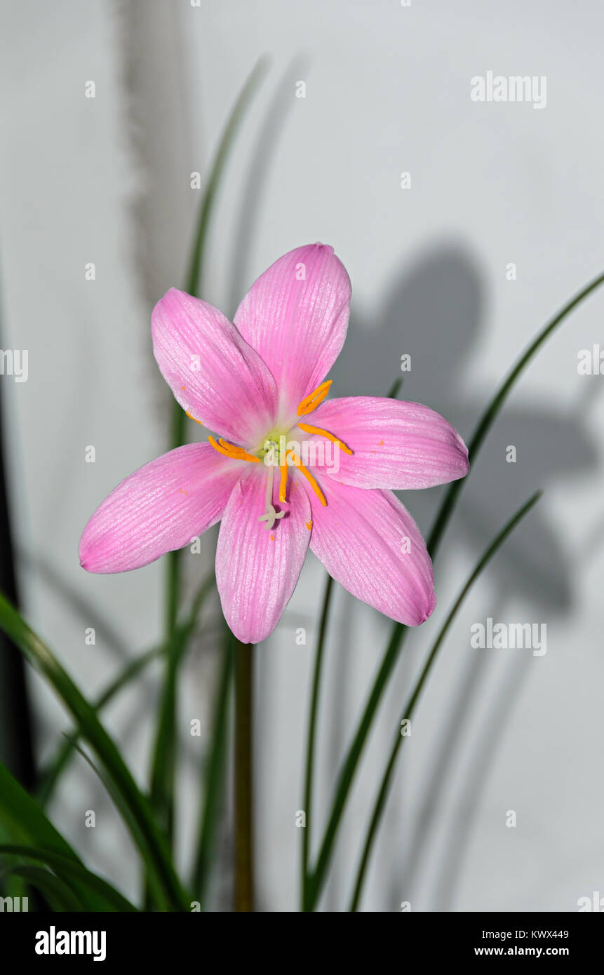 Rain lily zephyranthes grandiflora hi-res stock photography and images ...