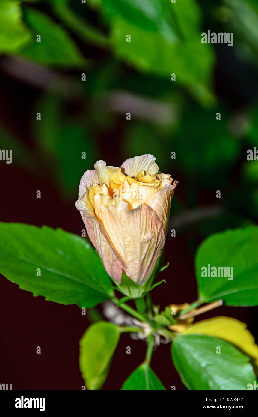 Yellow-orange Japanese Rose, Rosa rugosa, hibiscus rosa-sinensis, close ...