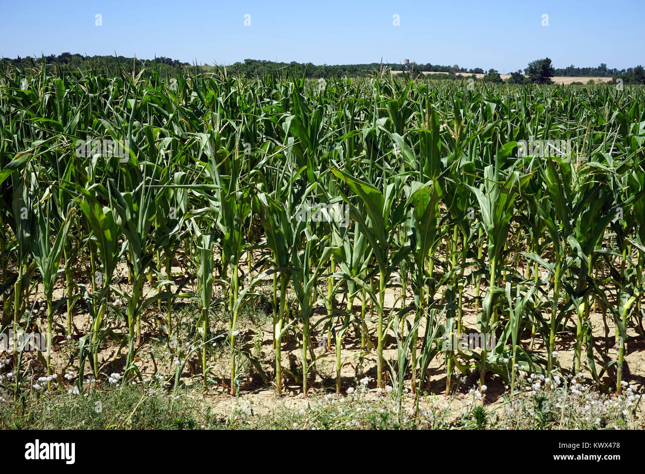 Field with young green corn, France Stock Photo - Alamy