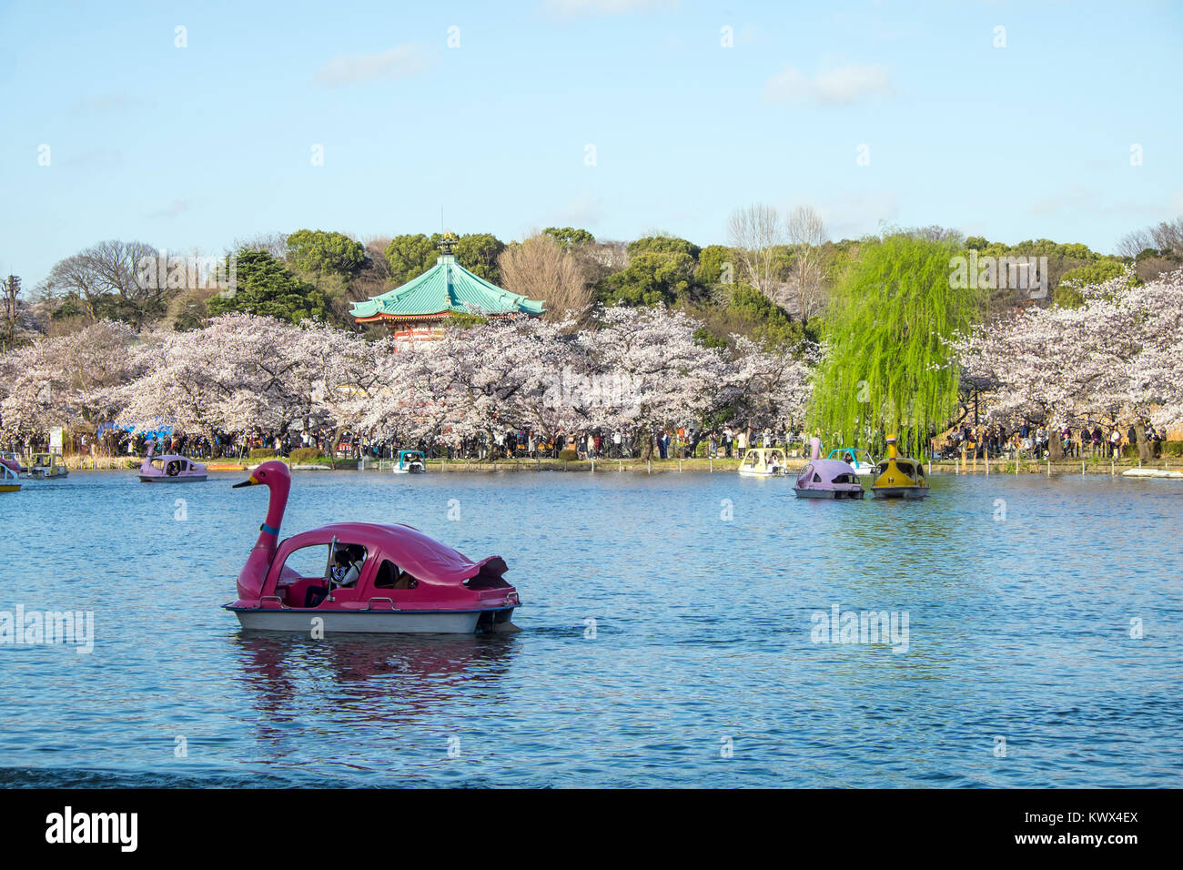 Japan, Tokyo: Shinobazu pond in the Ueno district with pedalos, paddle ...