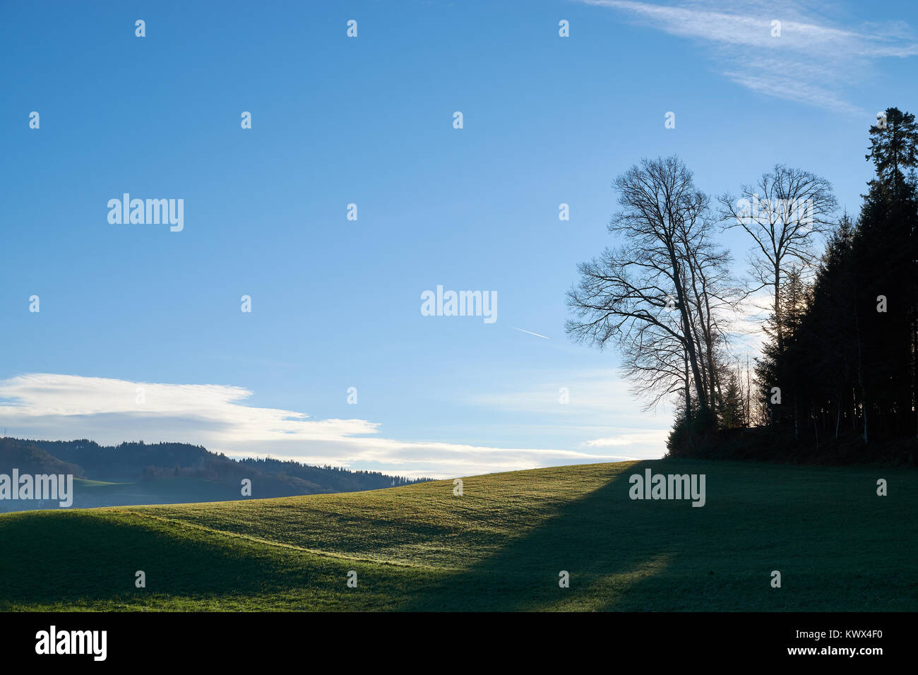 trees on a soft slope Stock Photo - Alamy