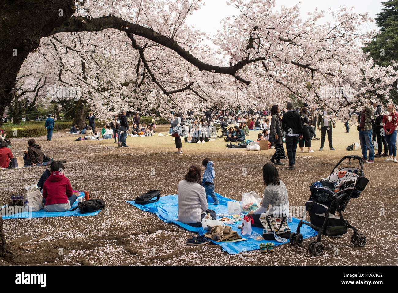 Japan, Tokyo: traditional picnic to celebrate the cherry trees ...