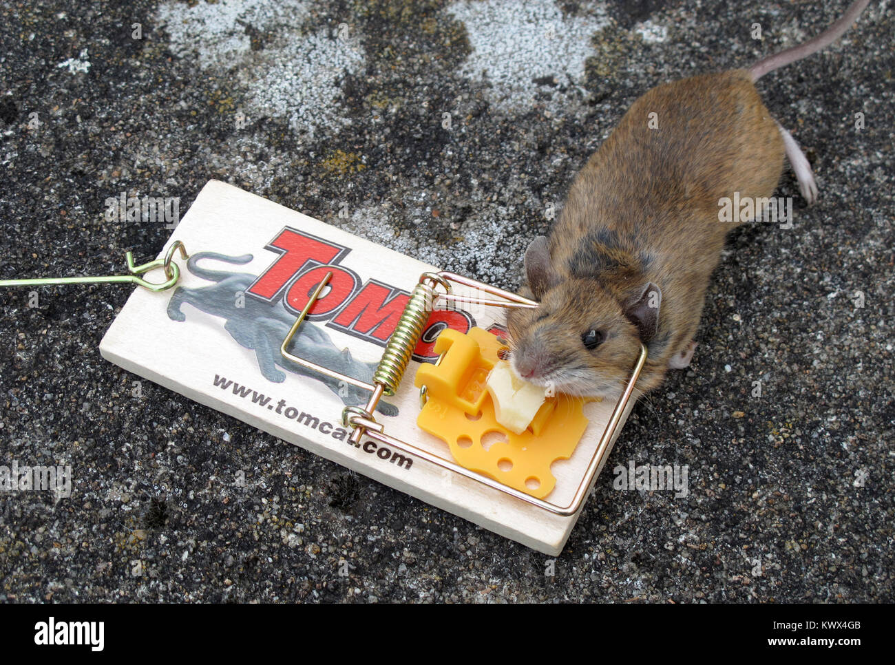 Wooden mouse trap Stock Photo - Alamy